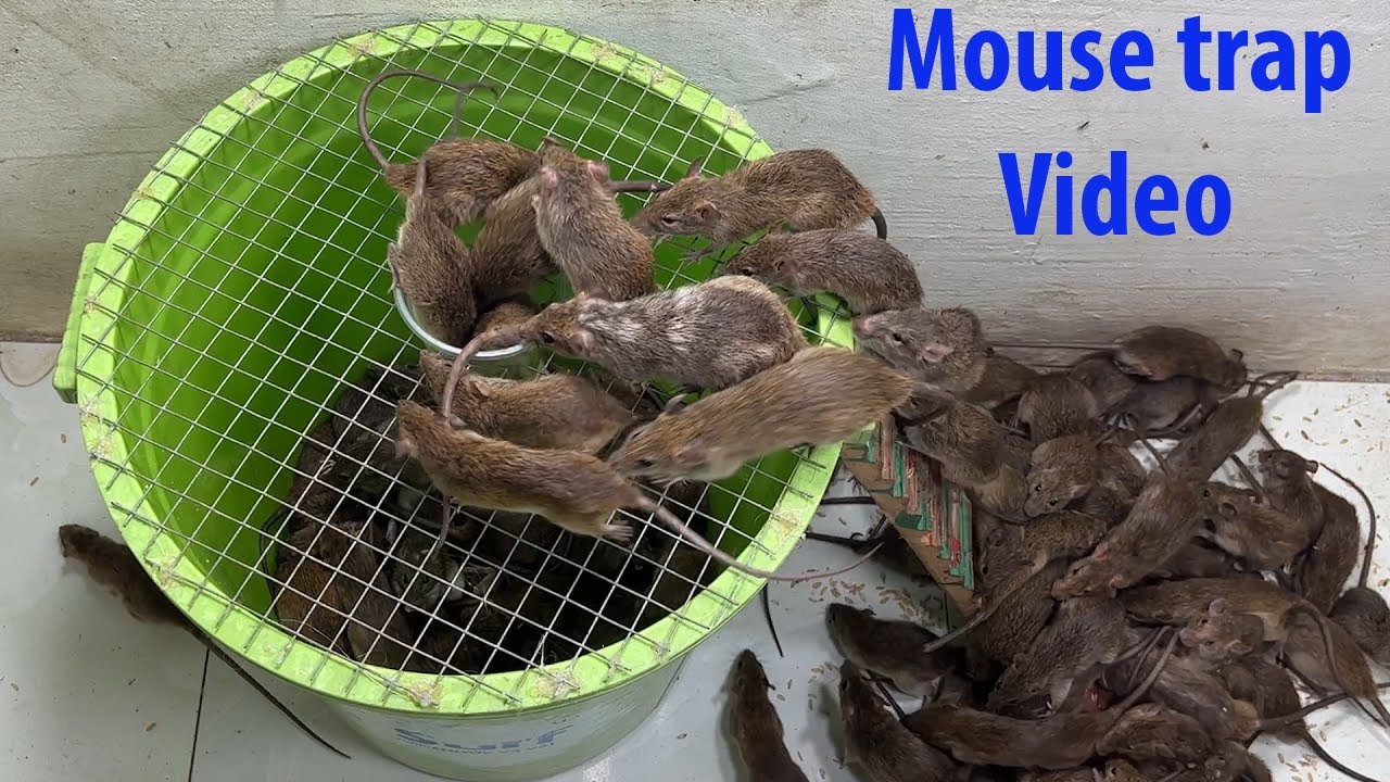 Rat video \ mouse trap video \ The best mousetrap is amazing - YouTube