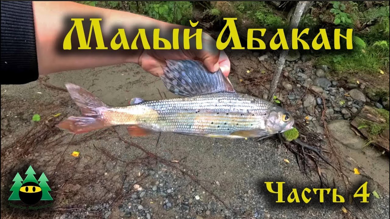 Малый Абакан, рыбалка (часть 4) | Small Abakan, fishing (part 4) - YouTube