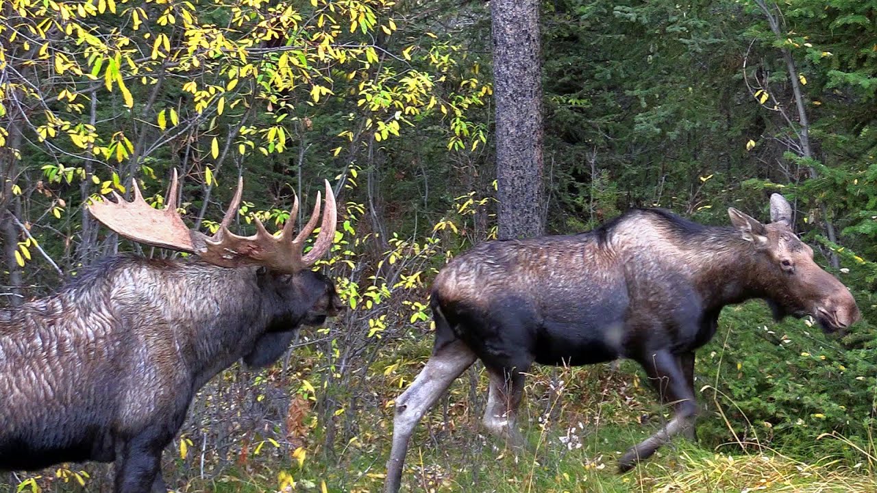 Cow And Calf Moose