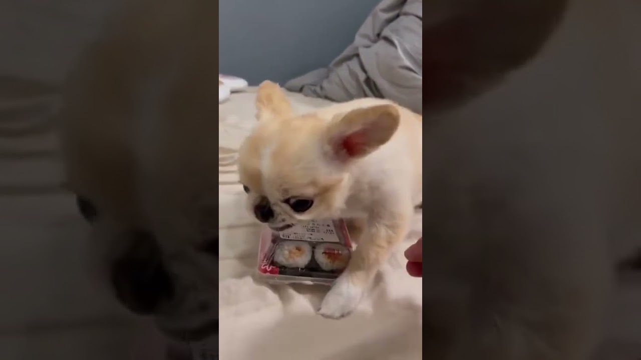 Angry Gizmo - 9gag zyckboy - YouTube