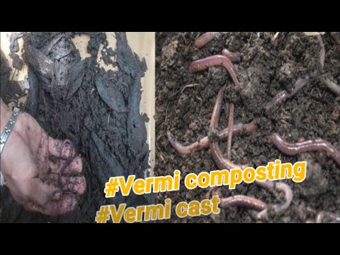 Paano magsimula ng Vermi composting|African night crawler follow step ...