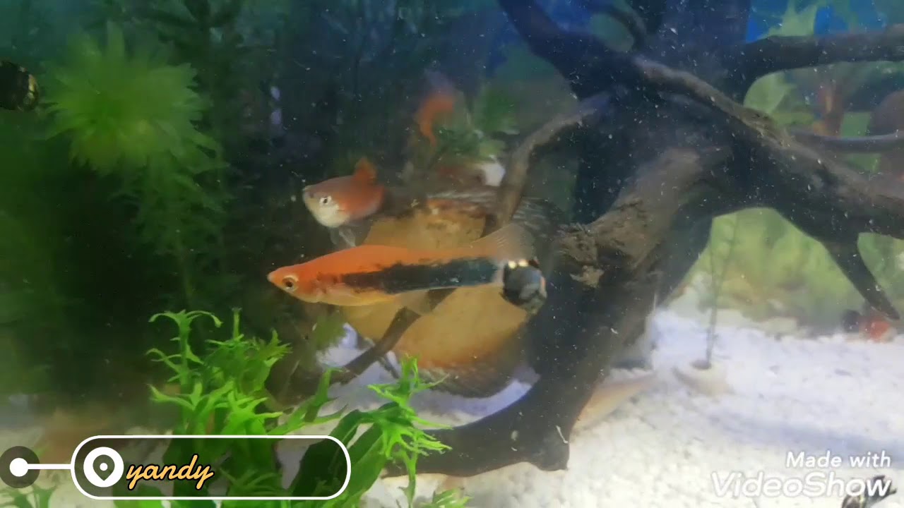 Puffer Fish - YouTube