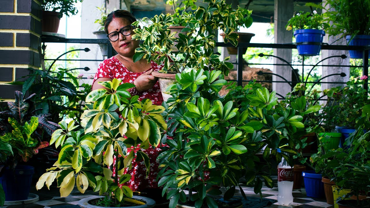 Schefflera Plant Cuting and Growing Tips I Pabitra Garden - YouTube