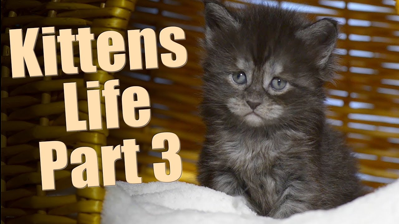 Kittens life | Part 3 - YouTube