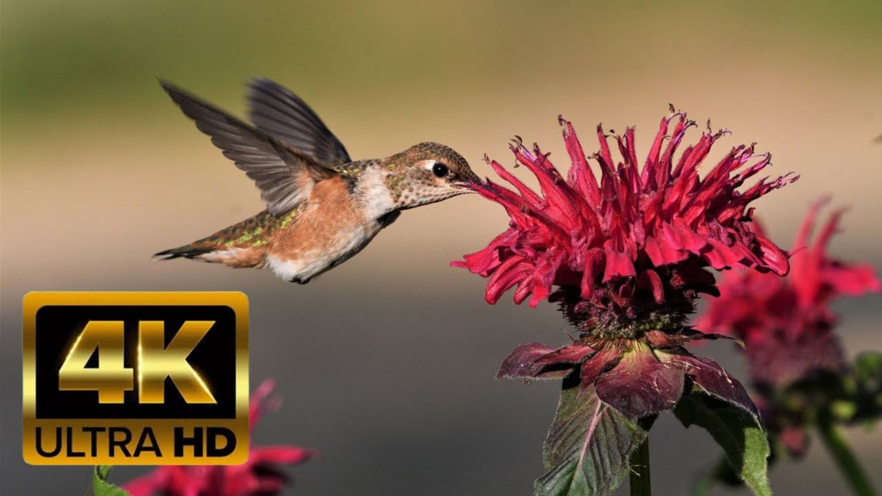 Nature Birds Video HD ||4K Nature Video Ultra Hd.#alternative relaxing ...