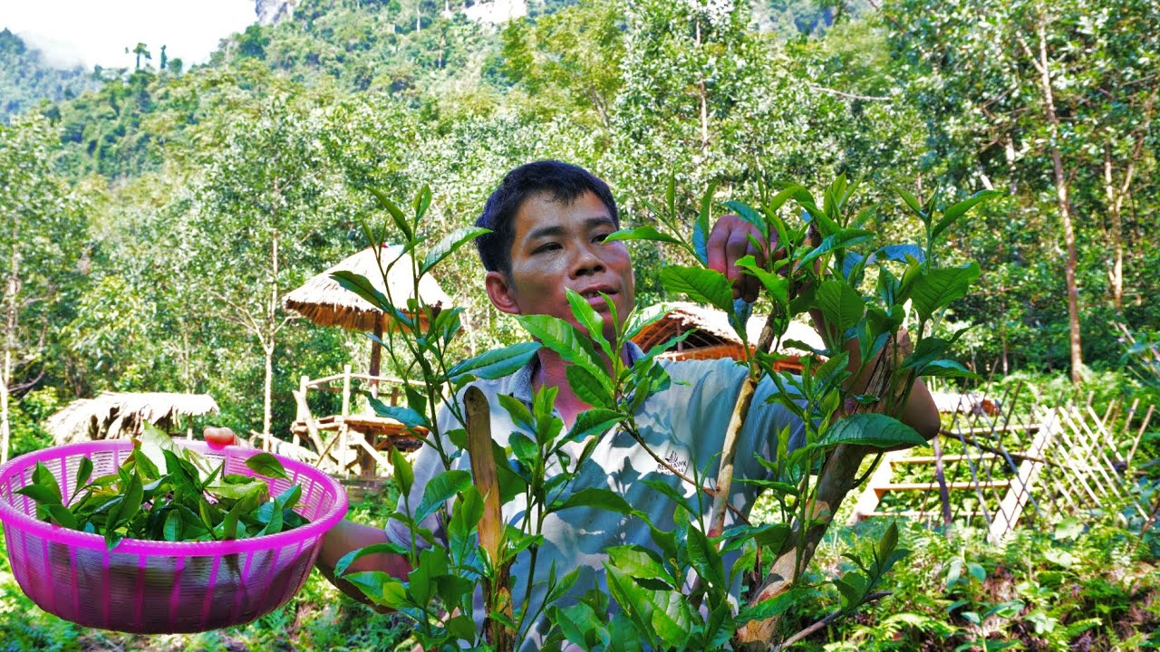 Harvesting tea, skills to process tea leaves into cool drinking water ...