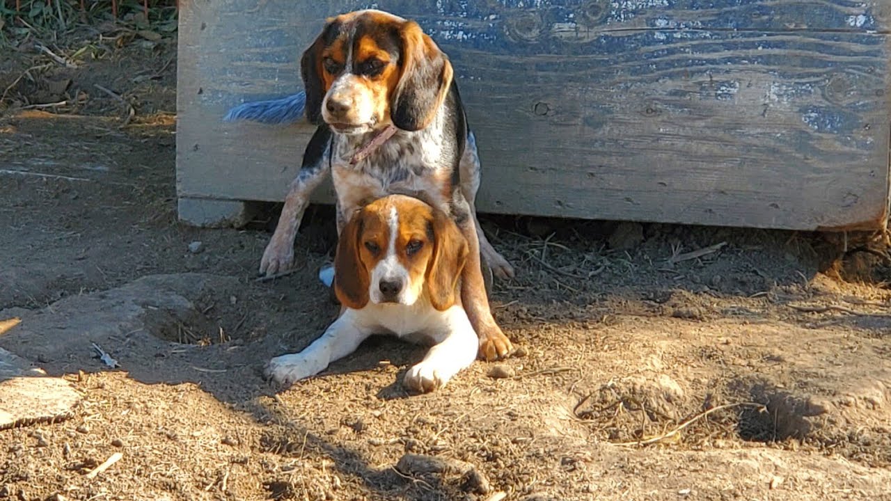 Super cute BEAGLE boys available. pups from 3.5 months - YouTube