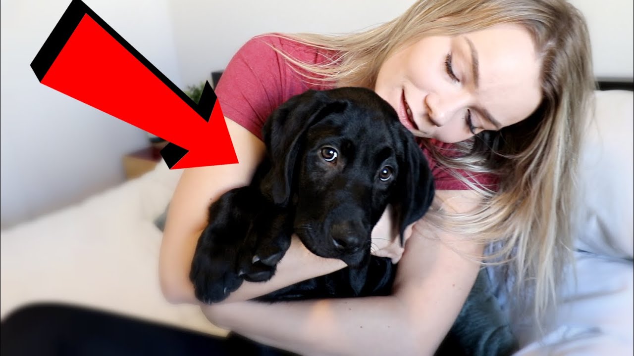 Labrador Puppy's First 3 Months!! - YouTube