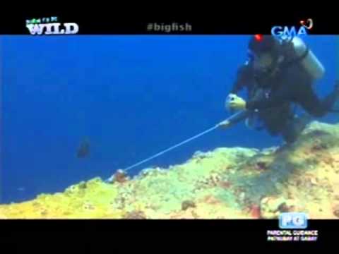 Doc Ferds Recio swims with a 4-foot mameng in Palau - YouTube