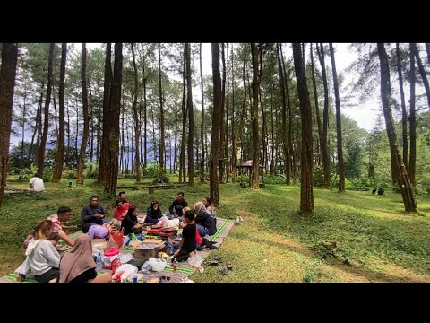 Wisata hutan pinus loji blitar 2023 - YouTube