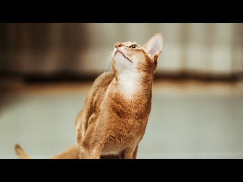 Sweet Baby Cat Kitty 4k video .Beautiful pet playing.Facebook status video#viral #cat #trending #tik