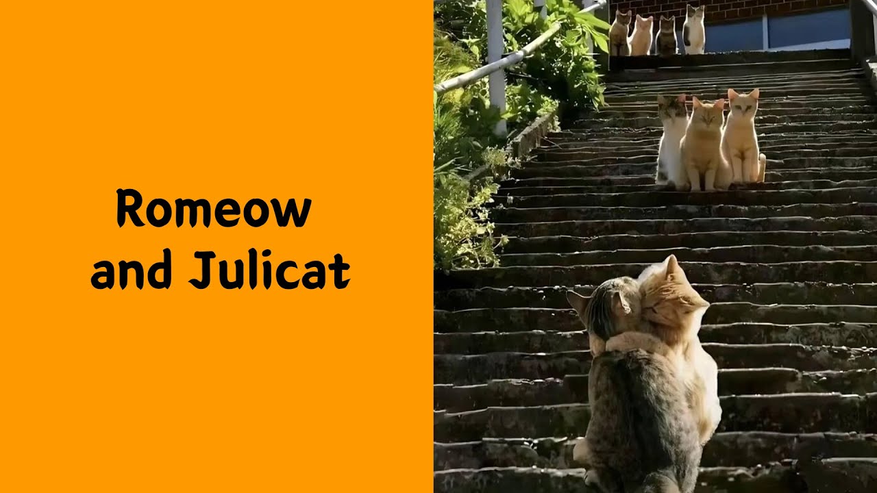 50 Times Animals Were Just… Unexplainably Hilarious - YouTube