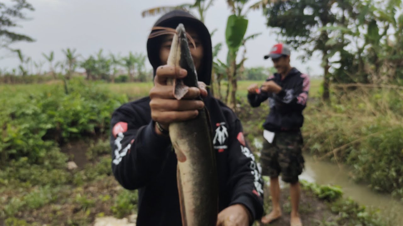 Mancing Ikan Lele Liar - YouTube