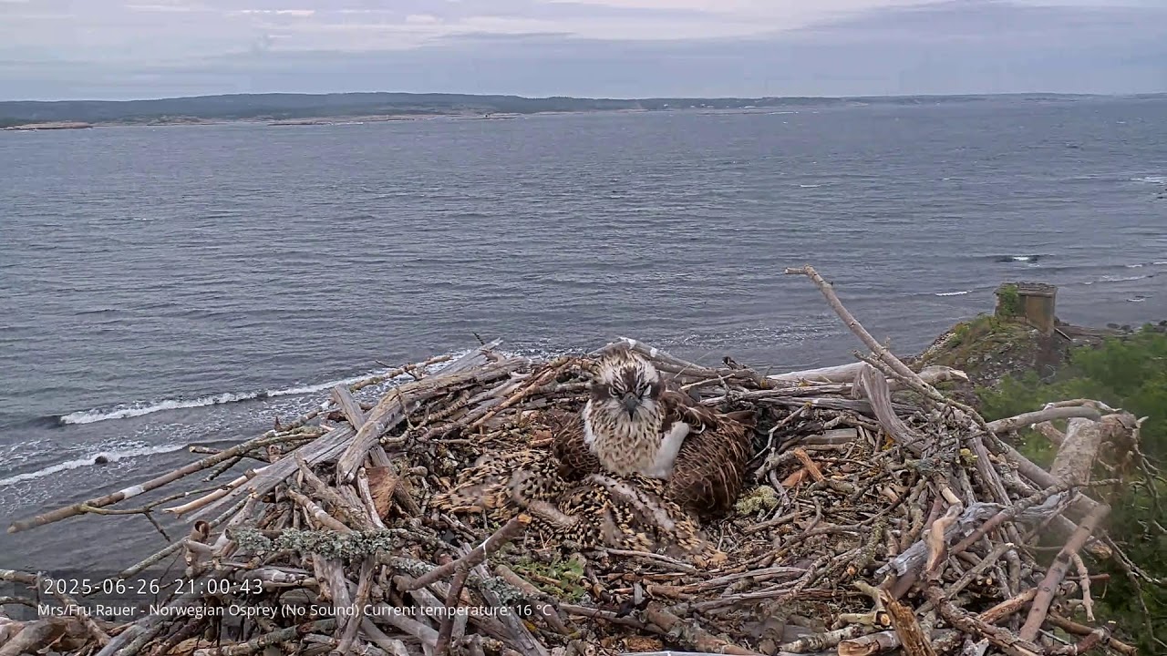 Test 3K - Fru Rauer - Norwegian Osprey Live Stream in 3K #fiskeørn # ...