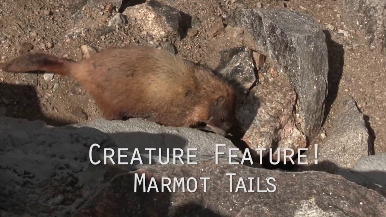 Creature Feature: Marmot Tails - YouTube