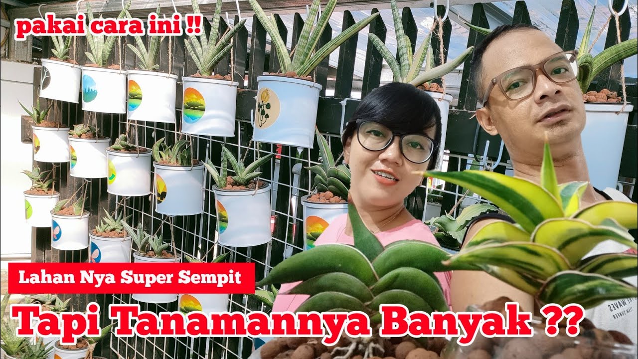 cara merawat tanaman sansevieria di lahan sempit agar muat banyak ...