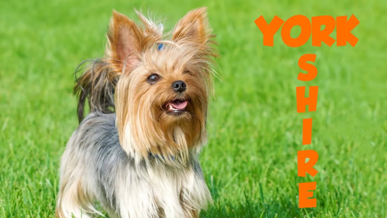 Anjing Yorkshire Anjing Mainan - YouTube