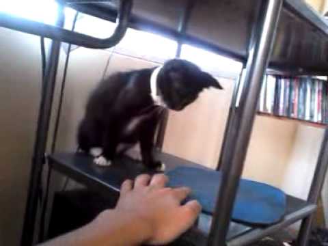 Wierd Cat doll part#2