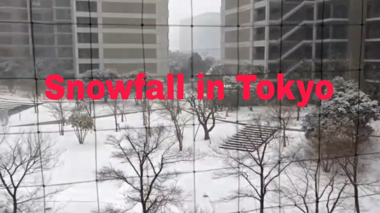 Snowfall in Tokyo University/Walking in the Snow /Winter in Japan - YouTube