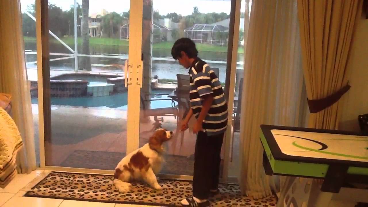 Charlie the cockalier does some tricks - YouTube