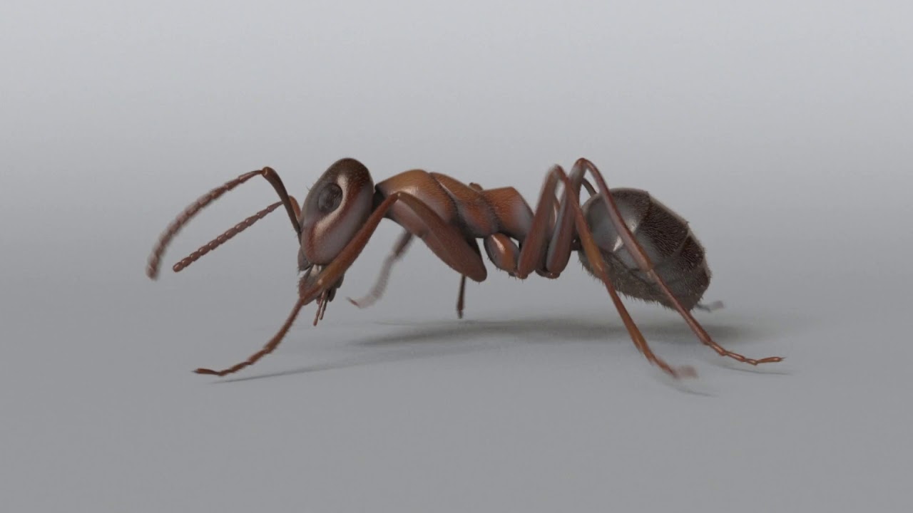 Ant walk cycle - YouTube