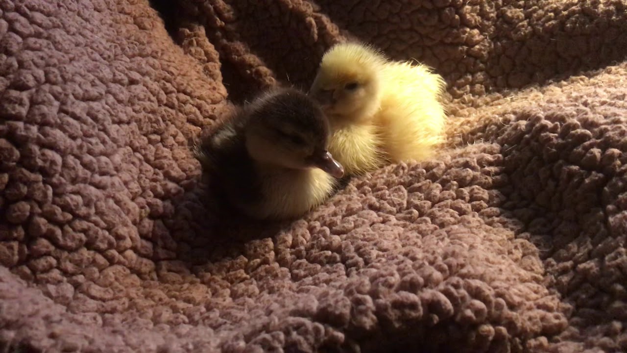 4 hours old Muscovy ducks - YouTube
