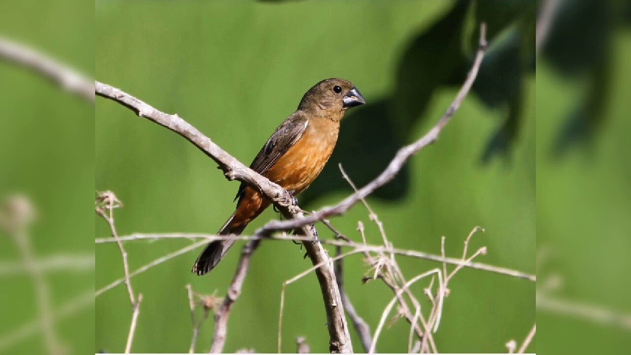 curio fêmea 2021 esquentar seu curio em 10 minutos - YouTube