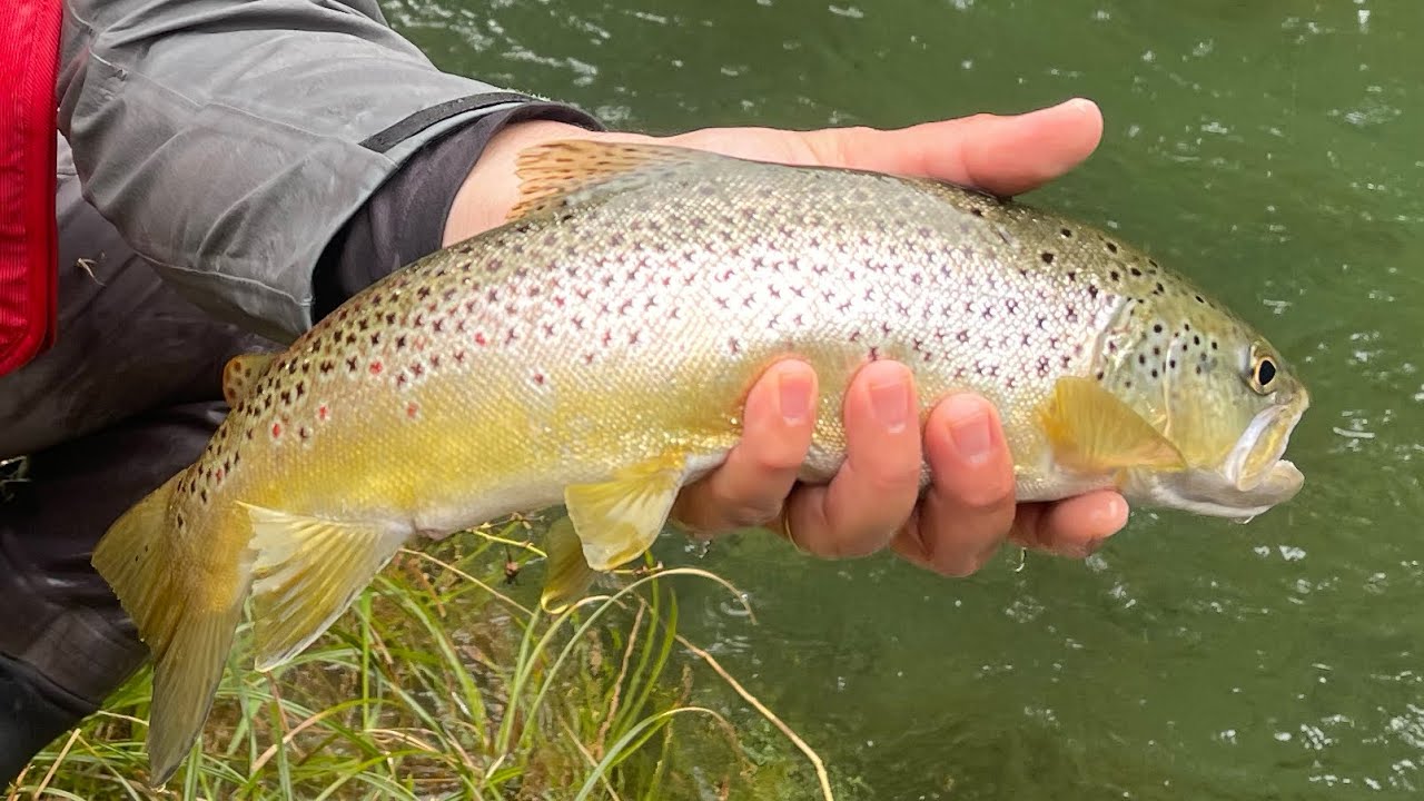 Brown trout fishing in Cowichan river BC - YouTube