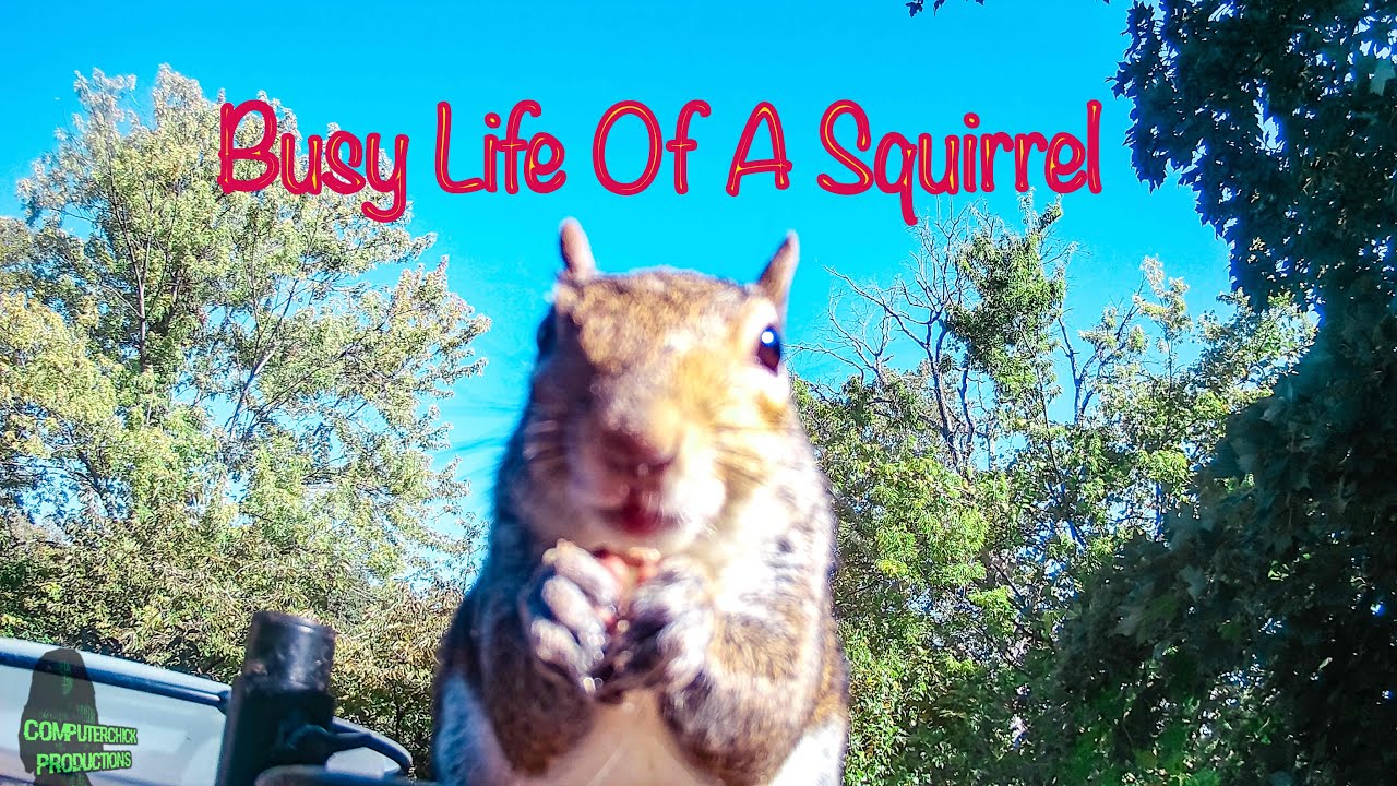 Busy Squirrel Lives In An Active Busy World - YouTube