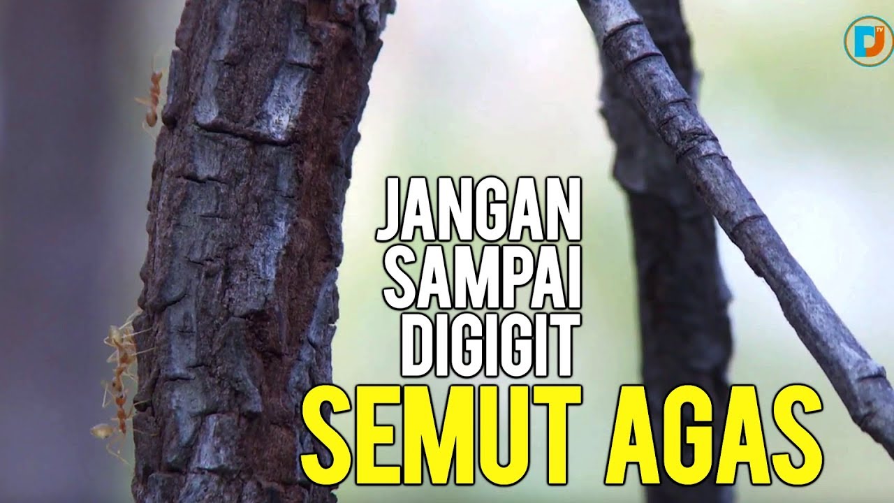 JANGAN SAMPAI DIGIGIT AGAS - Semut Beracun Berbahaya dari Hutan ...