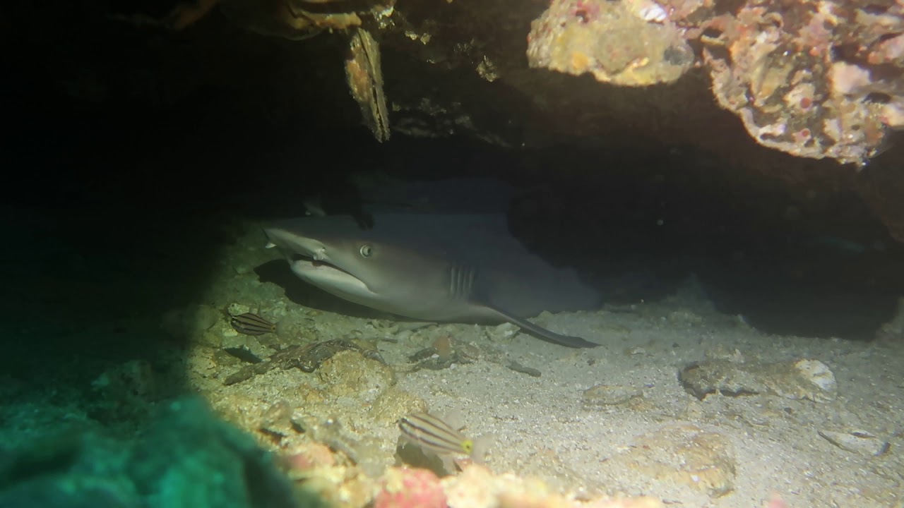 Requin corail, Triaenodon obesus, Philippines, Gato island, Gato deep ...