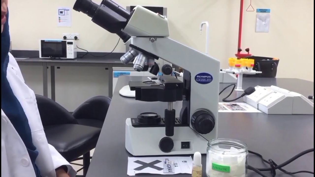 How to Focus the Compound Light Microscope - YouTube