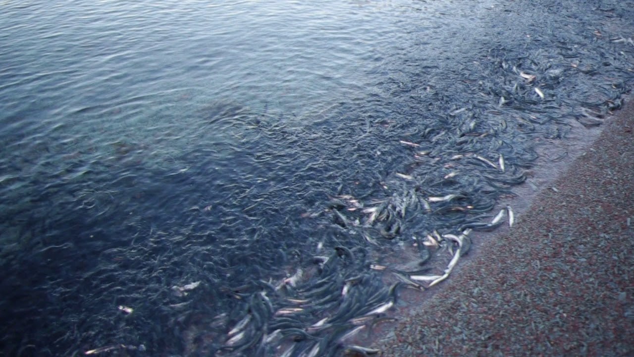 Massive school of Capelin rolling in the beach at Petley,Random Island ...