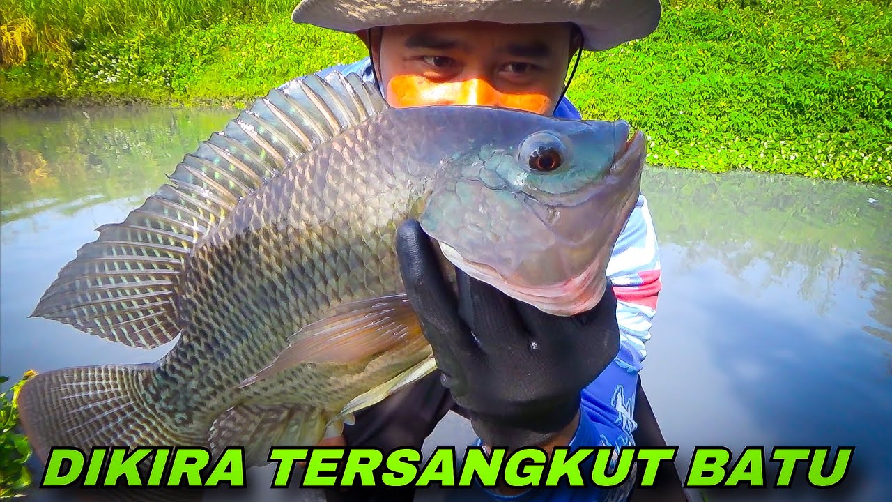 Mancing Ikan Nila Liar Besar Air Dangkal Di Satu Titik Selah Batu ...