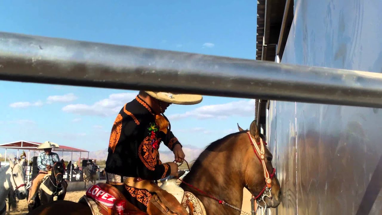 Bull tailing up close - YouTube