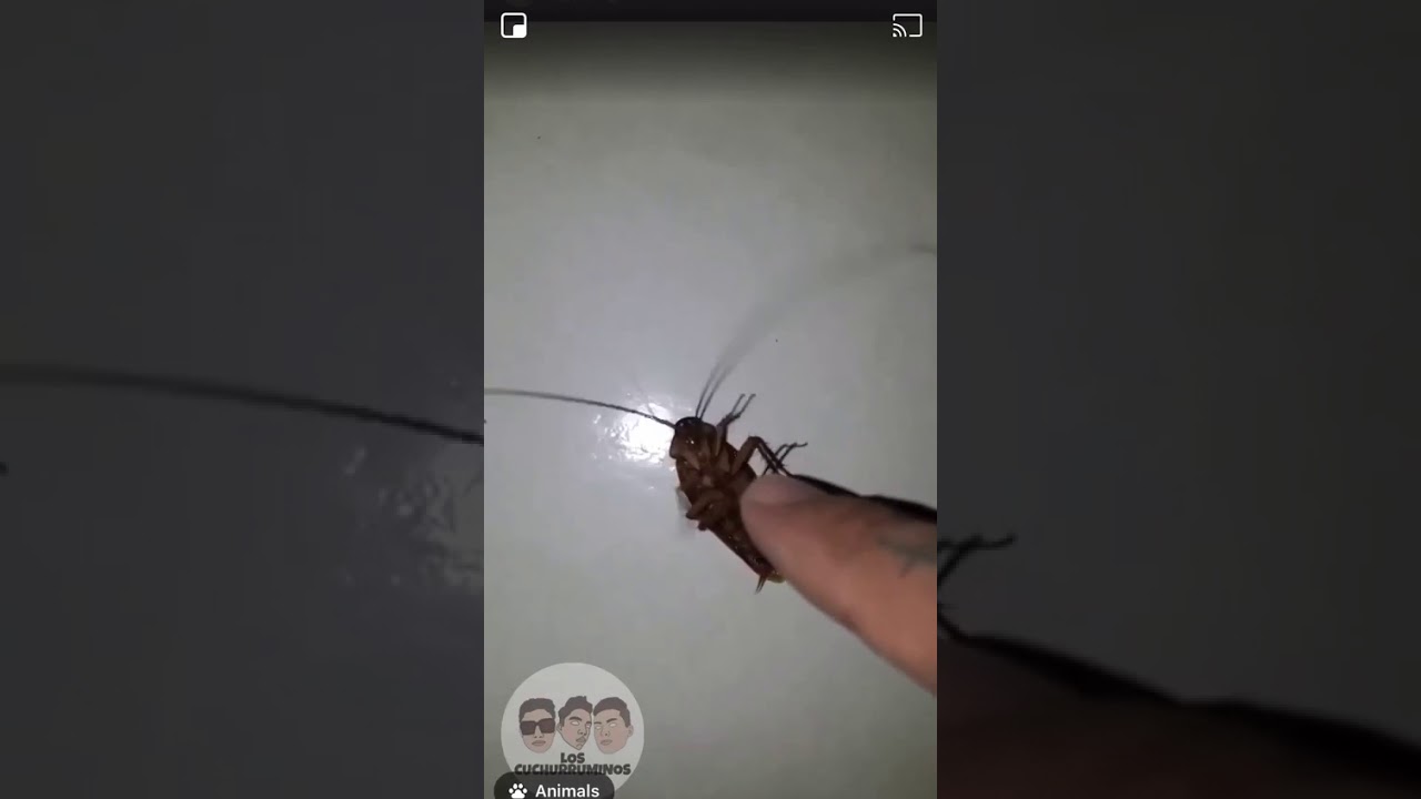 Laughing cockroach - YouTube