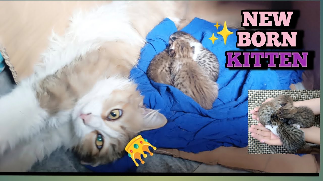 Cute Born video || Cute kittens || cute cat (Must watch) Vlogs Eshaal ...