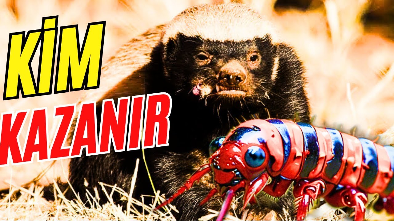 Bal Porsuğu vs Çiyan “Acılı Çıtır Ölüm Makinası “ | Hayvanlar # ...