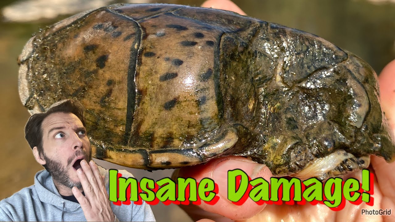 The WORST Musk Turtle Injury Ive Ever Seen! - YouTube