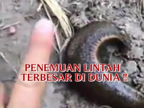 VIDEO ANEH TAPI NYATA "PENEMUAN LINTAH TERBESAR DI DUNIA" ANEH TAPI NYATA TERBARU !! - YouTube