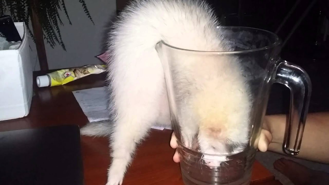 CRAZY FERRET - YouTube
