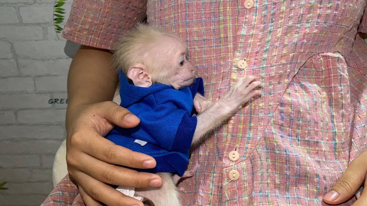 Baby monkey Cupid and Mom go for a fetal ultrasound! - YouTube