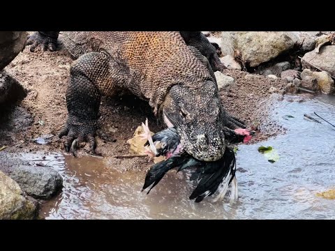 Komodo Caught its prey in the tree and immediately jumped down - YouTube