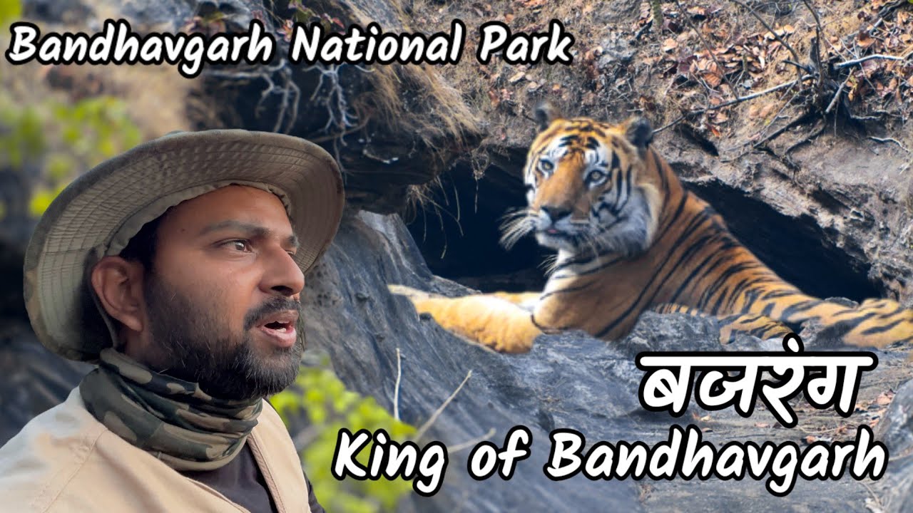 Bandhavgarh National Park Tiger Sighting. Part 1 Bajrang. Sunny Days Ep ...