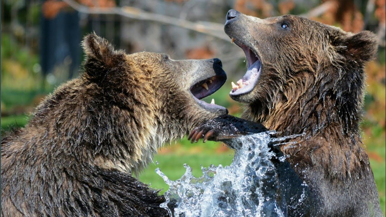 Bear hunting salmon fish migration,hindi - YouTube