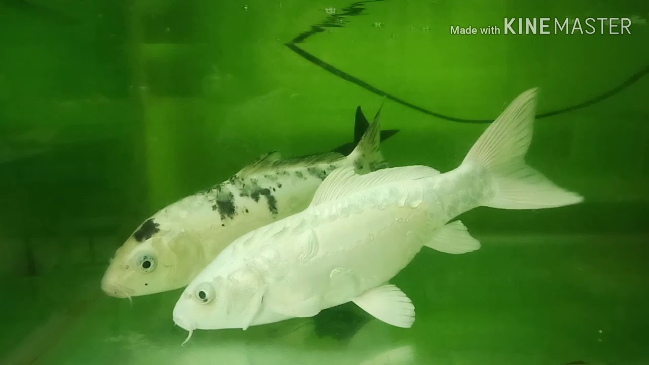 Koi Fish , Oranda Gold Fish, Flower Horn, Sword Tail - YouTube