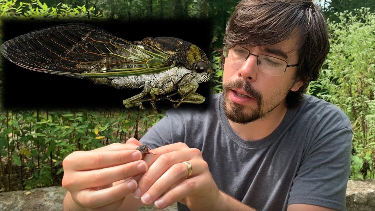 How Does the Annual Cicada Call? - YouTube