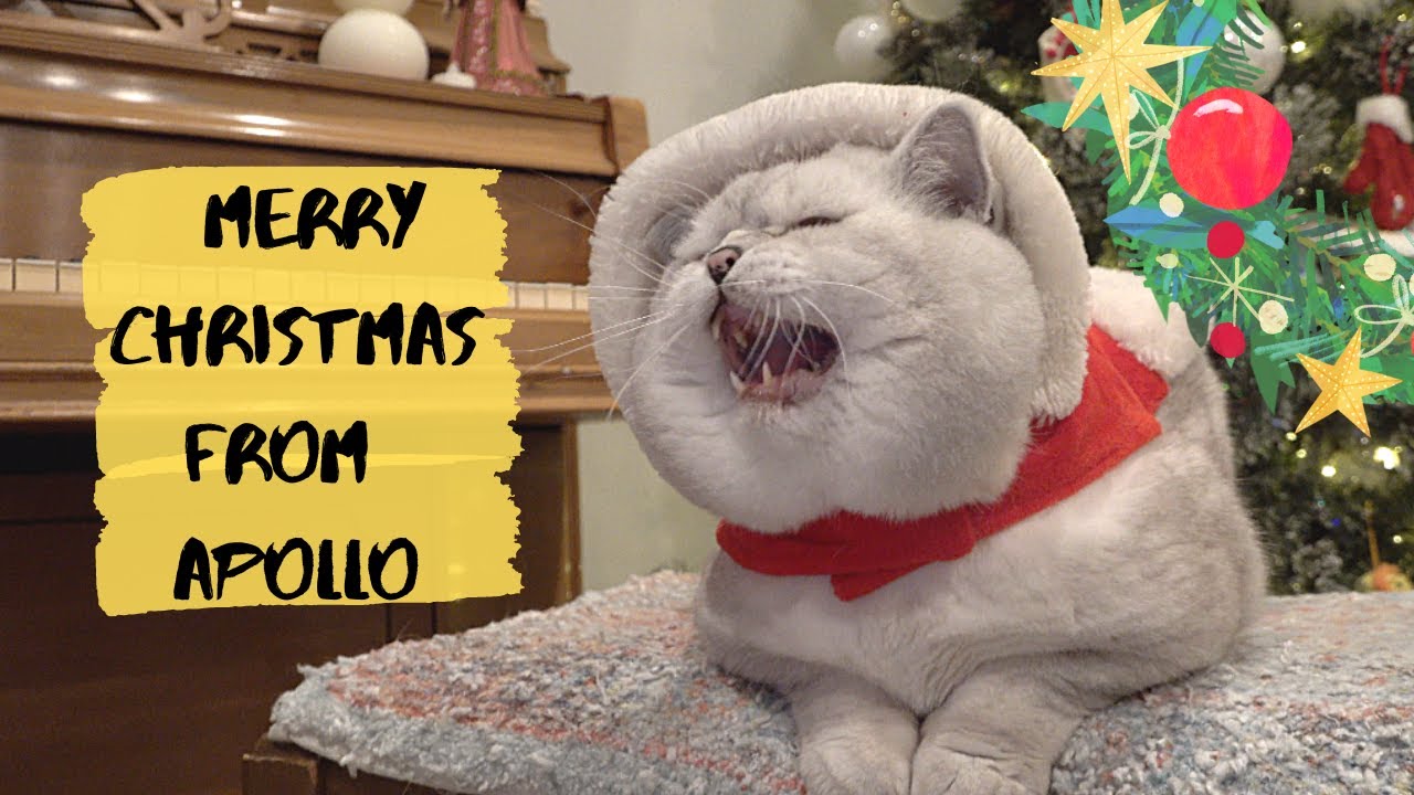 Christmas speech from cat Apollo - YouTube