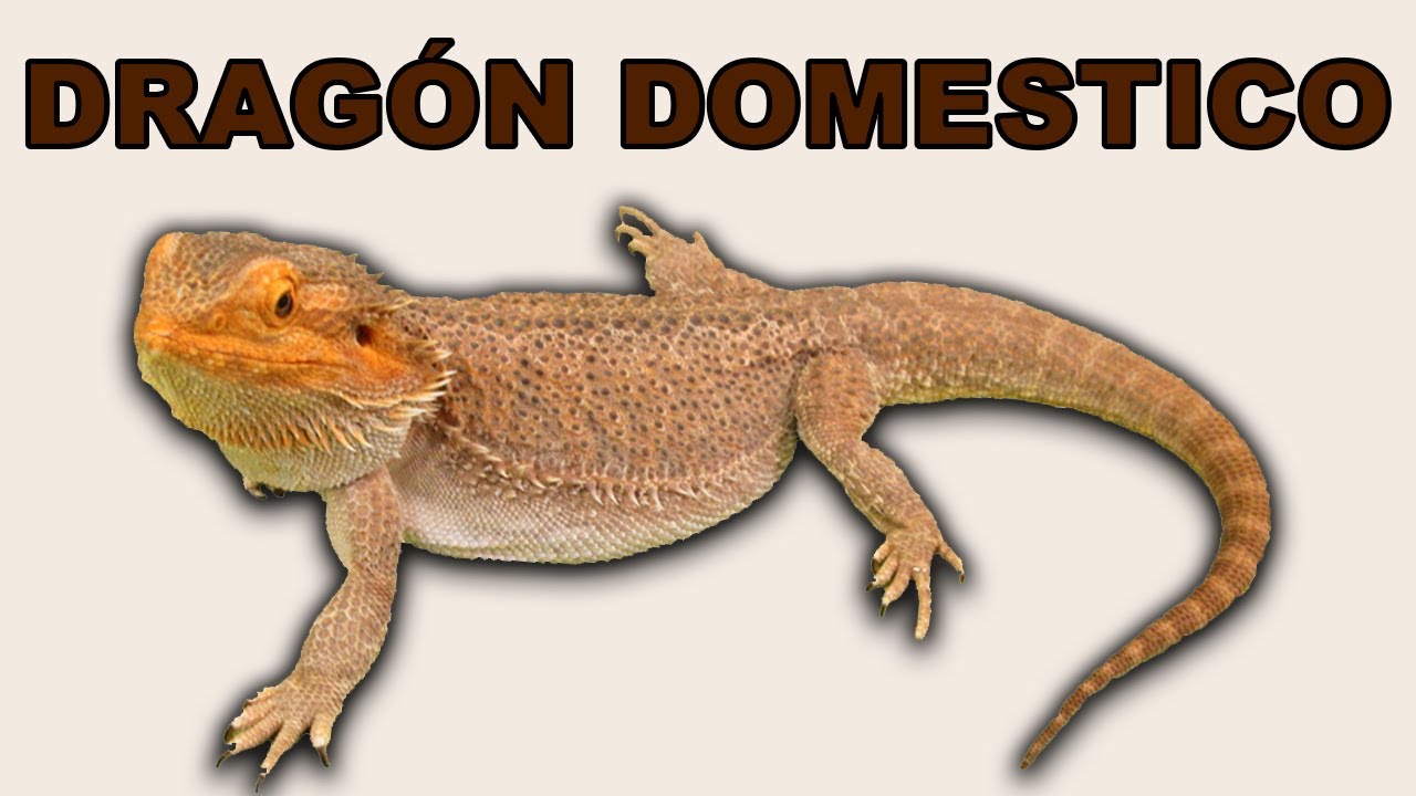 🦎 Dragón Barbudo DOMESTICO y Los DATOS Más CURIOSOS de Estos REPTILES ...