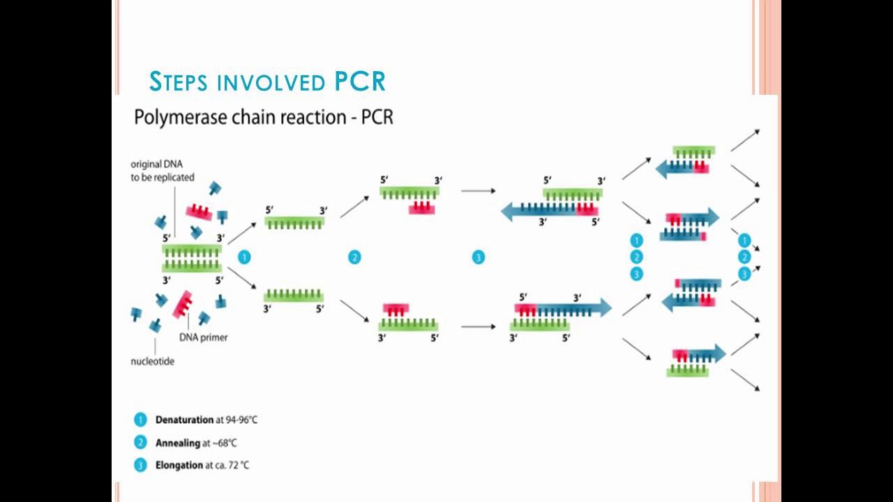 Polymerase Chain Reaction| Biotechnology| DNA technology |DNA ...
